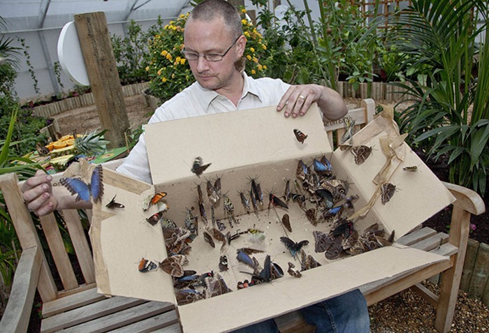 Tropical Butterflies Exhibition at London | Amusing Planet